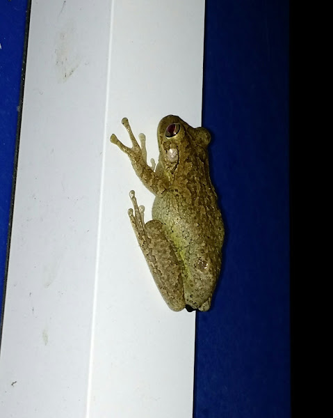 Cuban Tree Frog | Project Noah