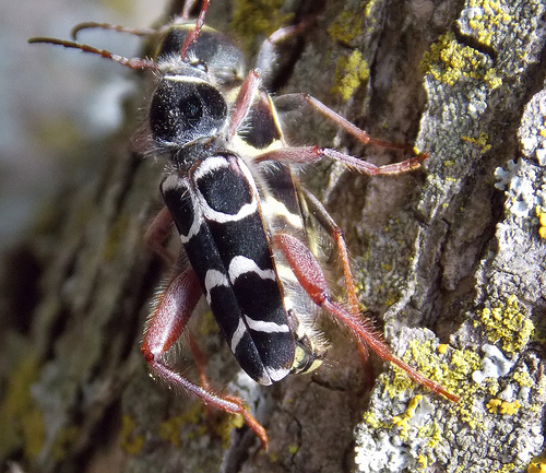 Banded Ash Borer | Project Noah
