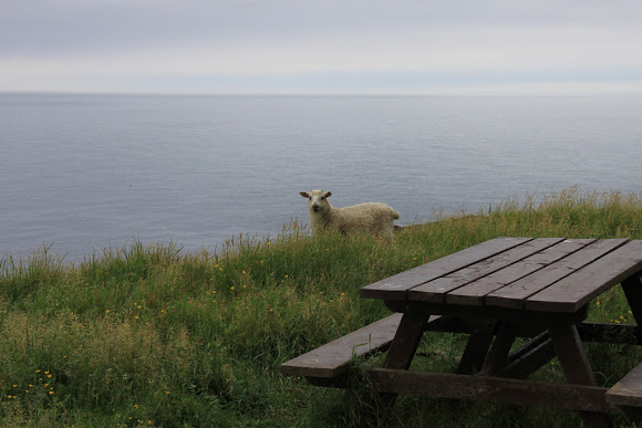 Newfoundland Sheep | Project Noah
