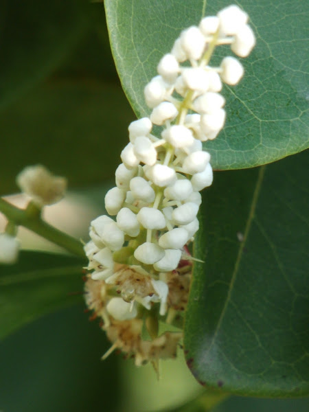 Muellers Terminalia | Project Noah