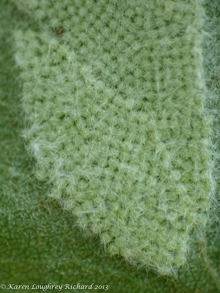 Fall webworm moth (female laying eggs) | Project Noah