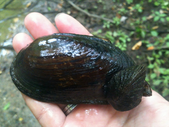 Spike Mussel | Project Noah