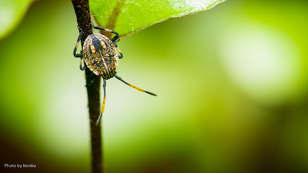 Brown Shield Bug - Nymphs | Project Noah