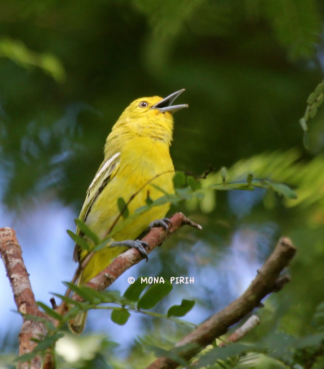 Common Iora | Project Noah