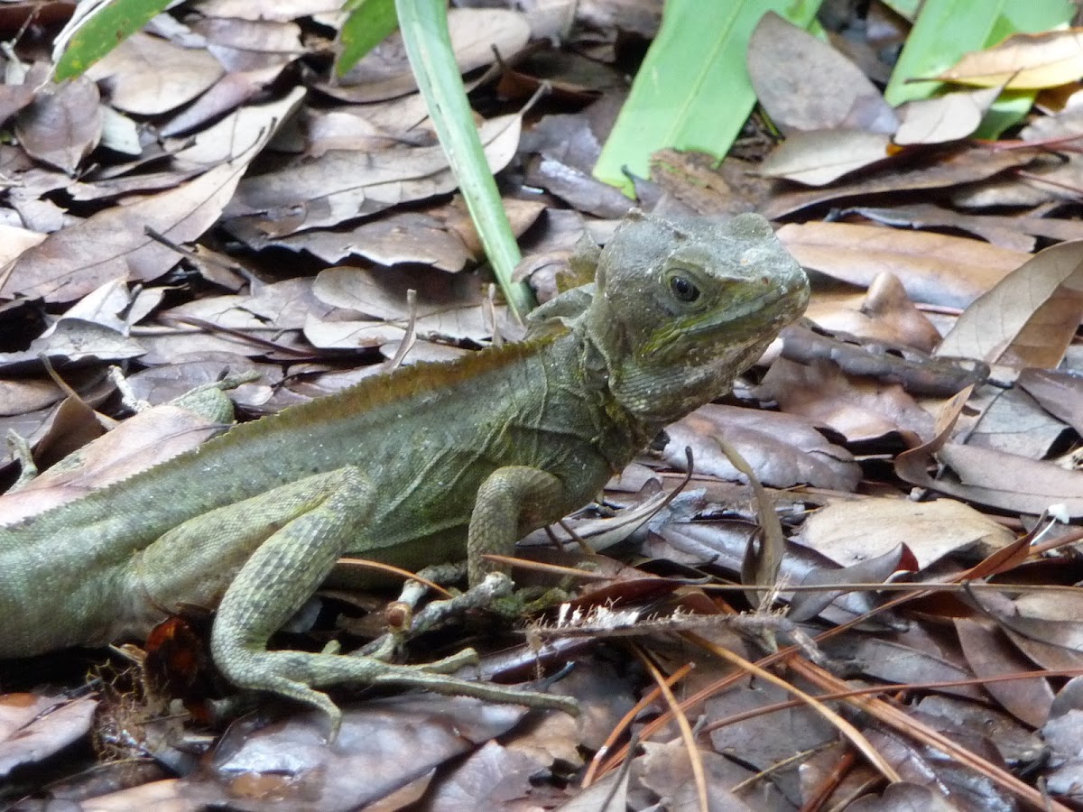 brown basilisk | Project Noah