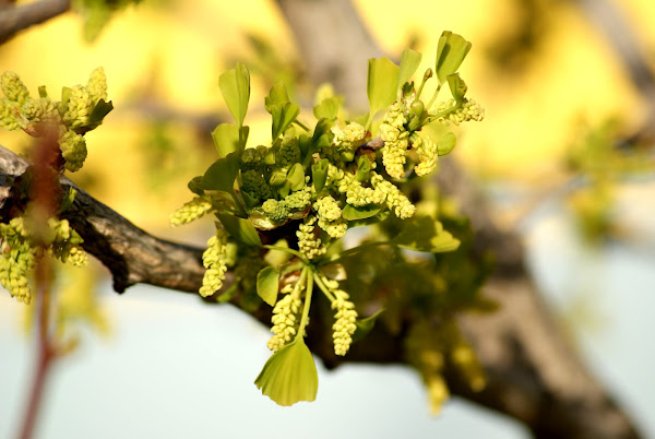 Ginkgo male cones | Project Noah