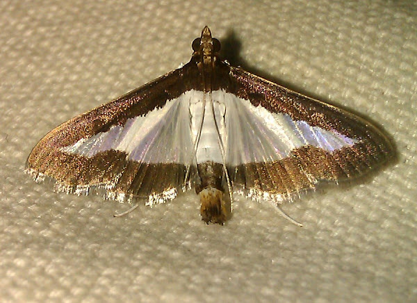 Flower-tail or Cucumber Moth | Project Noah