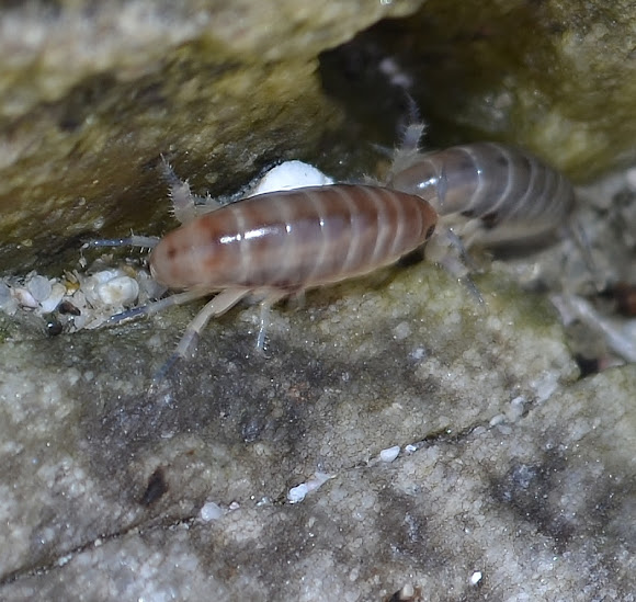 Sand Shrimp | Project Noah