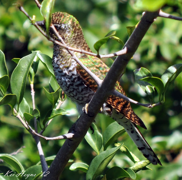 African Emerald Cuckoo | Project Noah