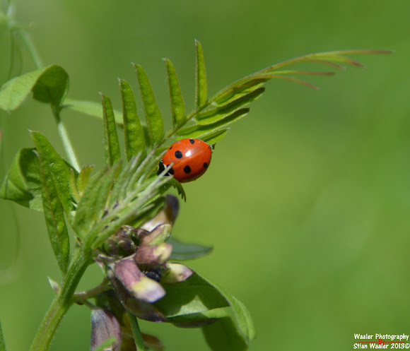 Seven-spotted Ladybug | Project Noah