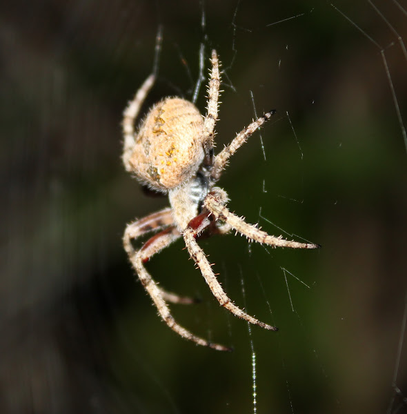 Hairy field spider | Project Noah