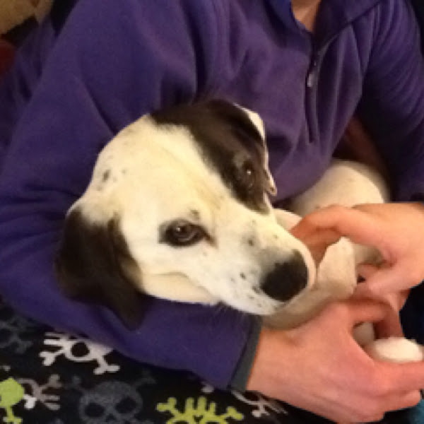 Pointer Mix | Project Noah