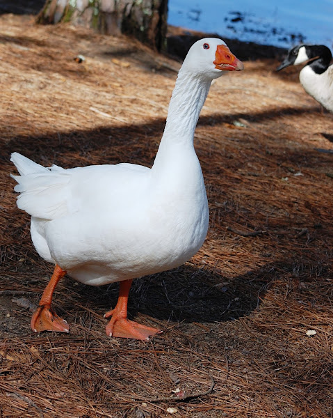 Embden Goose | Project Noah