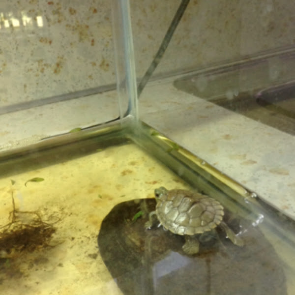 Turtle | Project Noah