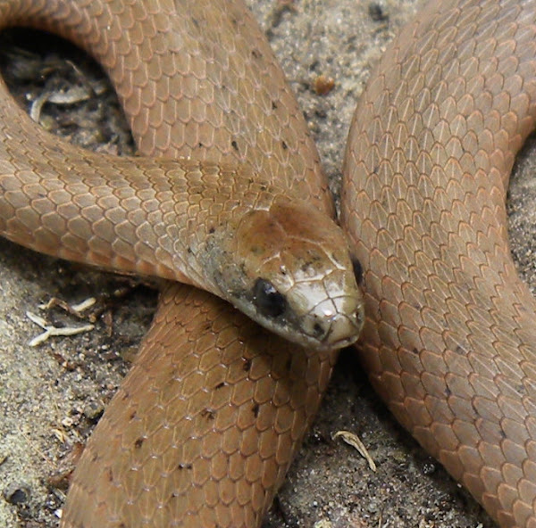Mountain Earth Snake | Project Noah