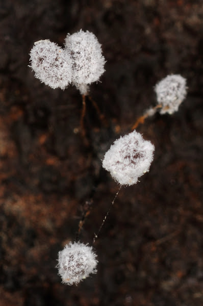 Comatricha nigra | Project Noah
