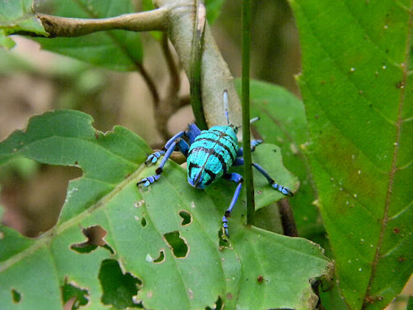 Eupholus weevil | Project Noah