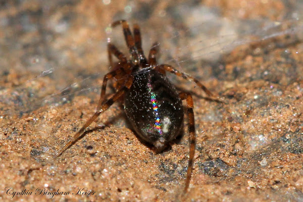 Ground Sac Spider | Project Noah