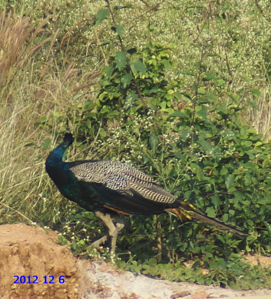 Peafowl | Project Noah