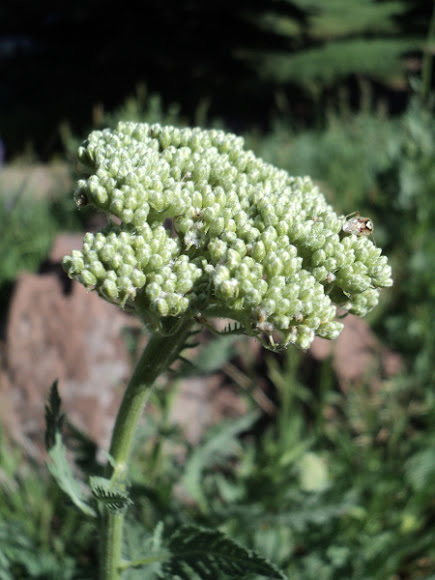 Fernleaf Yarrow | Project Noah