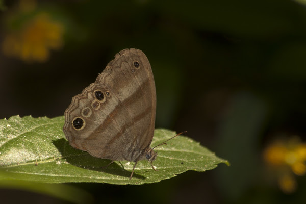 Metalmark butterfly | Project Noah