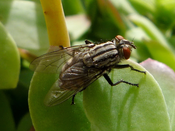 Moscarda gris de la carne | Project Noah