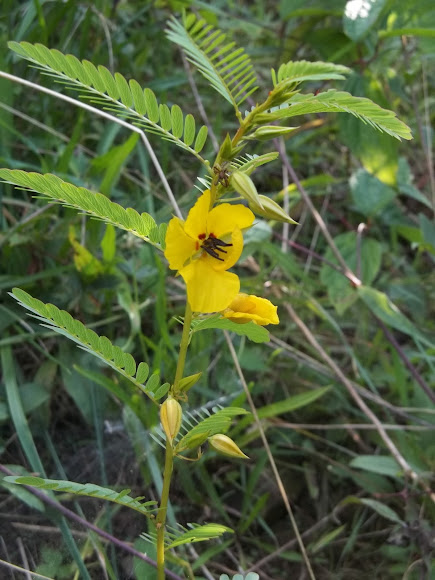 Partridge Pea | Project Noah