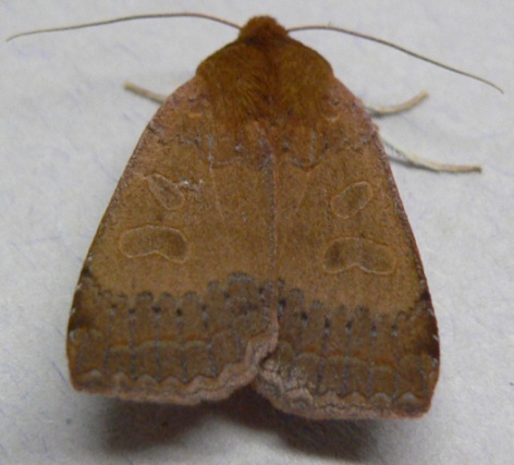 Roadside Sallow Moth | Project Noah