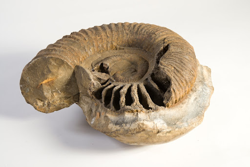 Tropaeum australe - Peter Waddington, Queensland Museum — Google Arts ...