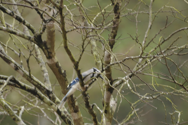 Blue Jay | Project Noah