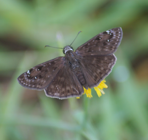 Horace's Duskywing | Project Noah