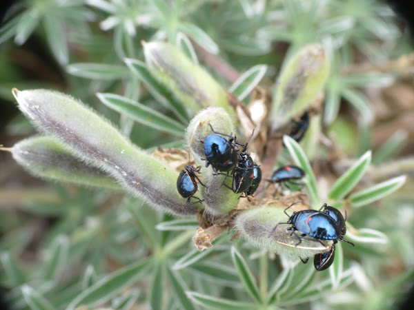 Bordered Plant Bug (nymph) | Project Noah