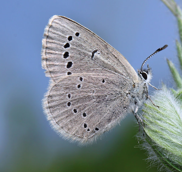 Silvery Blue | Project Noah