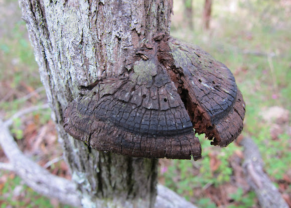 Phellinus badius - Bracket Fungi | Project Noah