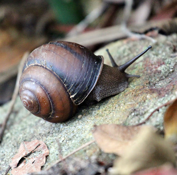Fraser's Banded Snail | Project Noah
