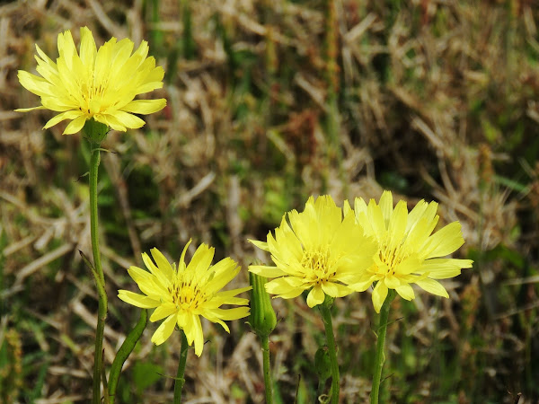 Two-flowered Cynthia | Project Noah