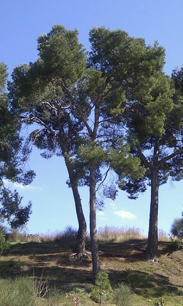 Pi blanc | Project Noah