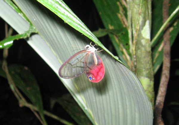 Pink-tipped Satyr | Project Noah