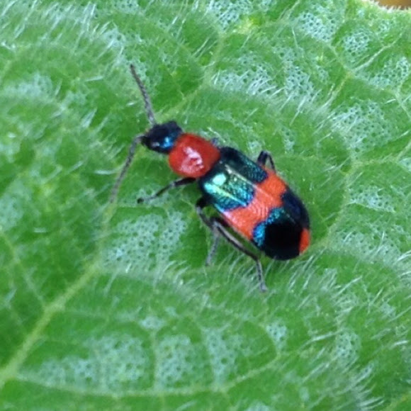 Red & Blue Beetle | Project Noah