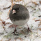 Dark-eyed junco | Project Noah