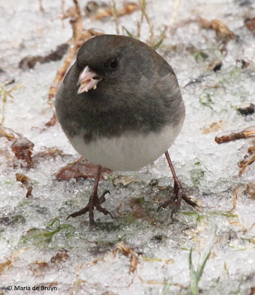 Dark-eyed junco | Project Noah