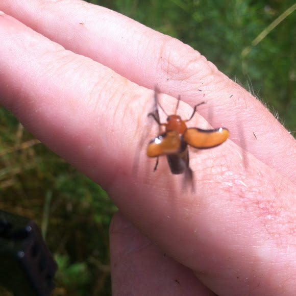 Clay-colored Leaf Beetle | Project Noah