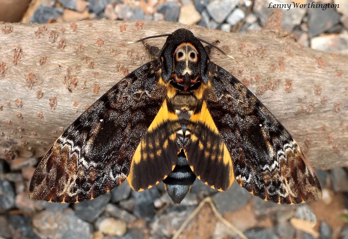 Death's-head Hawk Moth | Project Noah