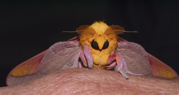 Silk Moth | Project Noah