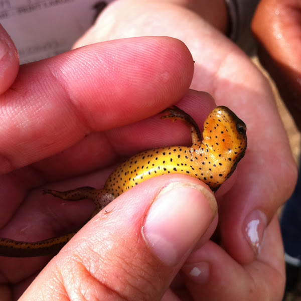 Red spotted newt | Project Noah