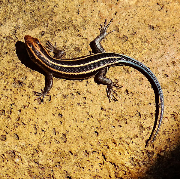 Rainbow Skink (male) | Project Noah