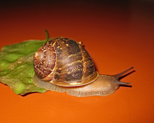 Common Garden Snail | Project Noah