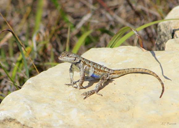 Prairie Lizard | Project Noah