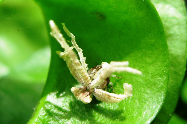 Ricaniid Planthopper (nymph) | Project Noah