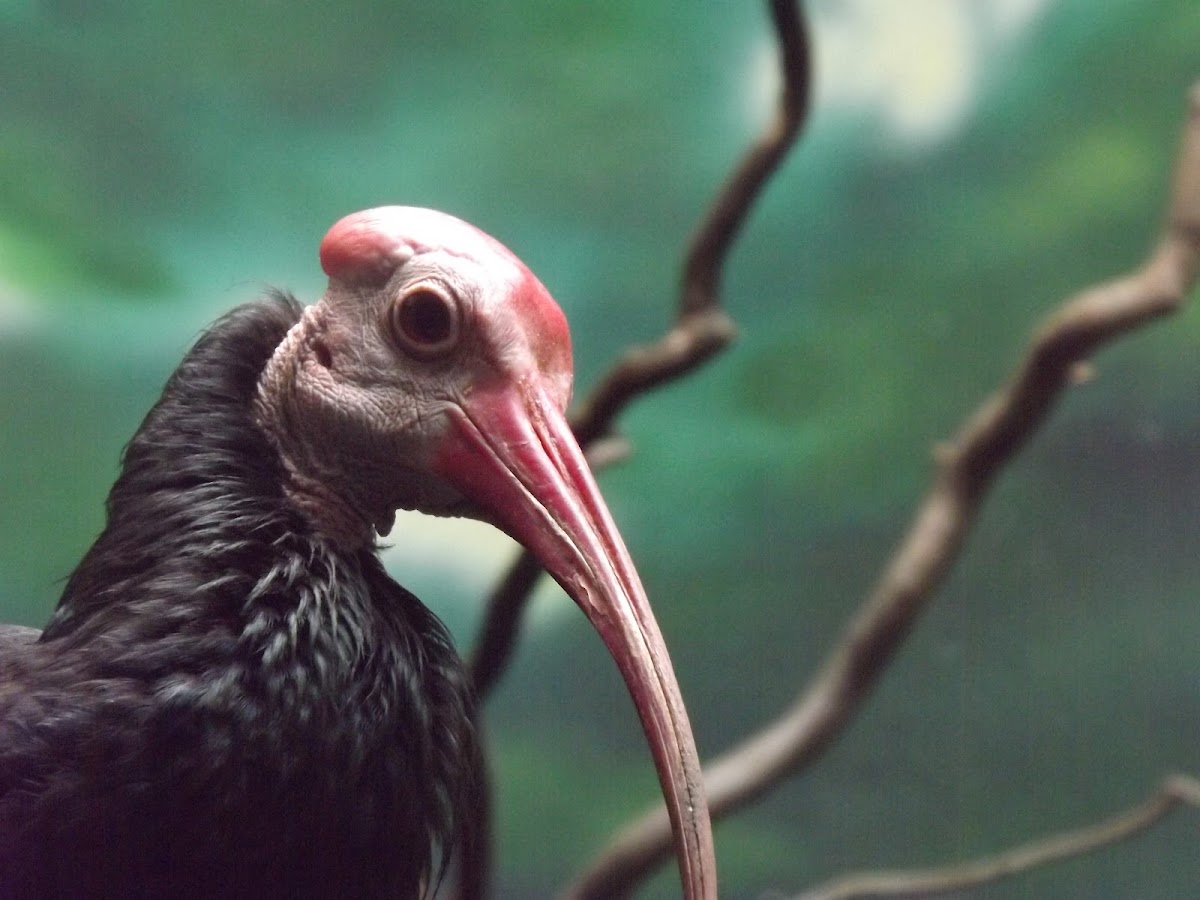 Southern Bald Ibis | Project Noah